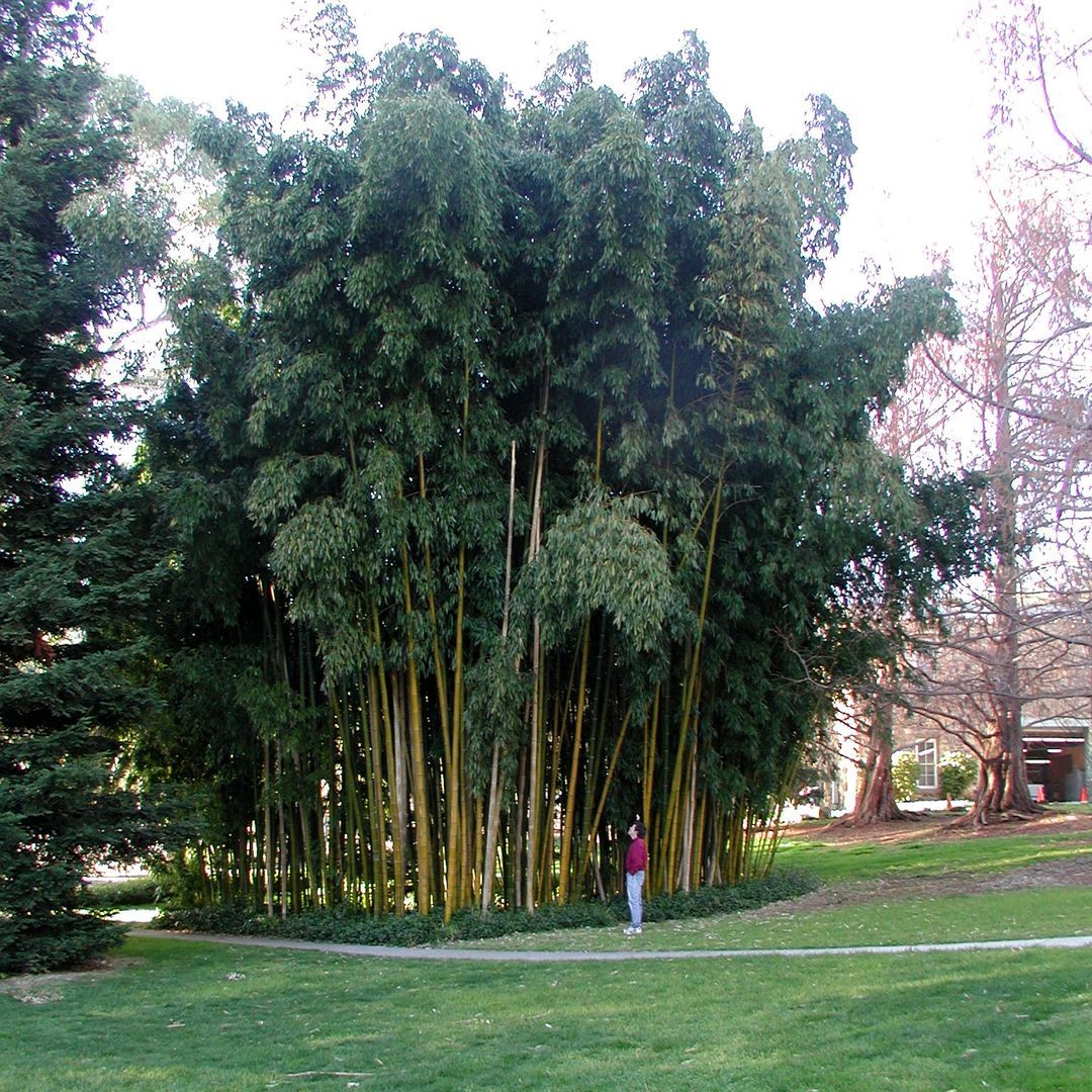 Phyllostachys vivax Chinese Timber Bamboo | Bamboo Garden