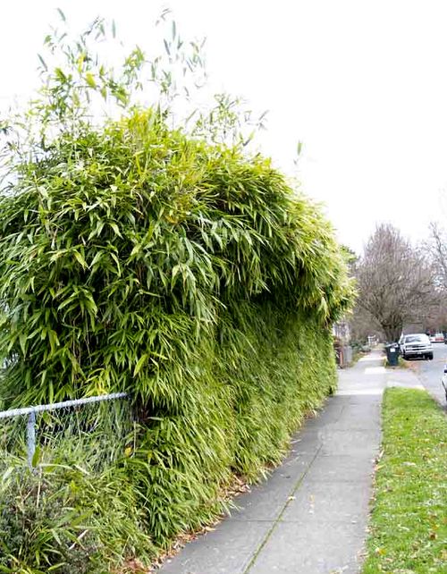 Pseudosasa japonica Japanese Arrow Bamboo, Yadake | Bamboo Garden