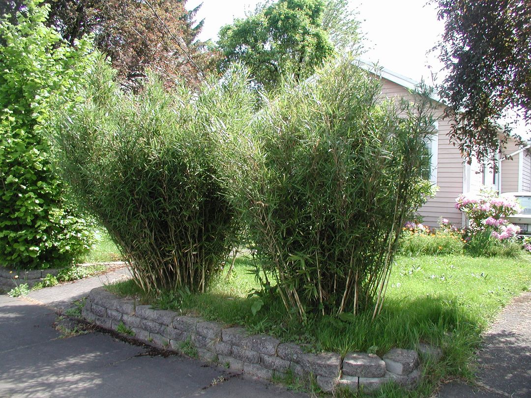 Browse Hardy Clumping Bamboo