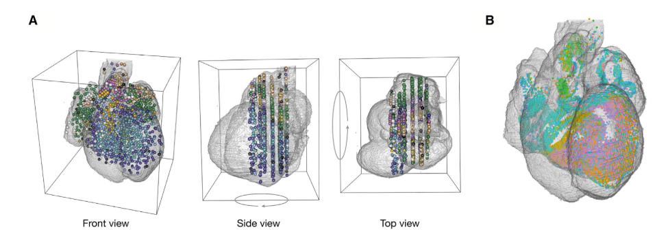 The First Spatiotemporal Cell Atlas of the Developing Human Heart