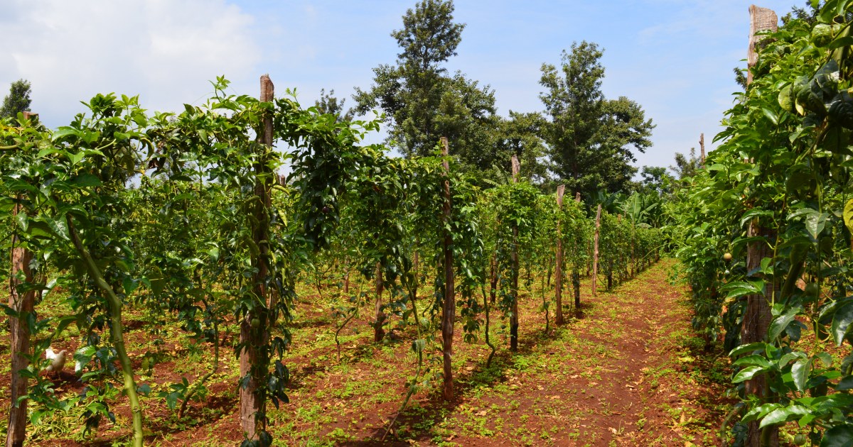 Stories | Rikolto launches a new ambitious project in the Southern ...