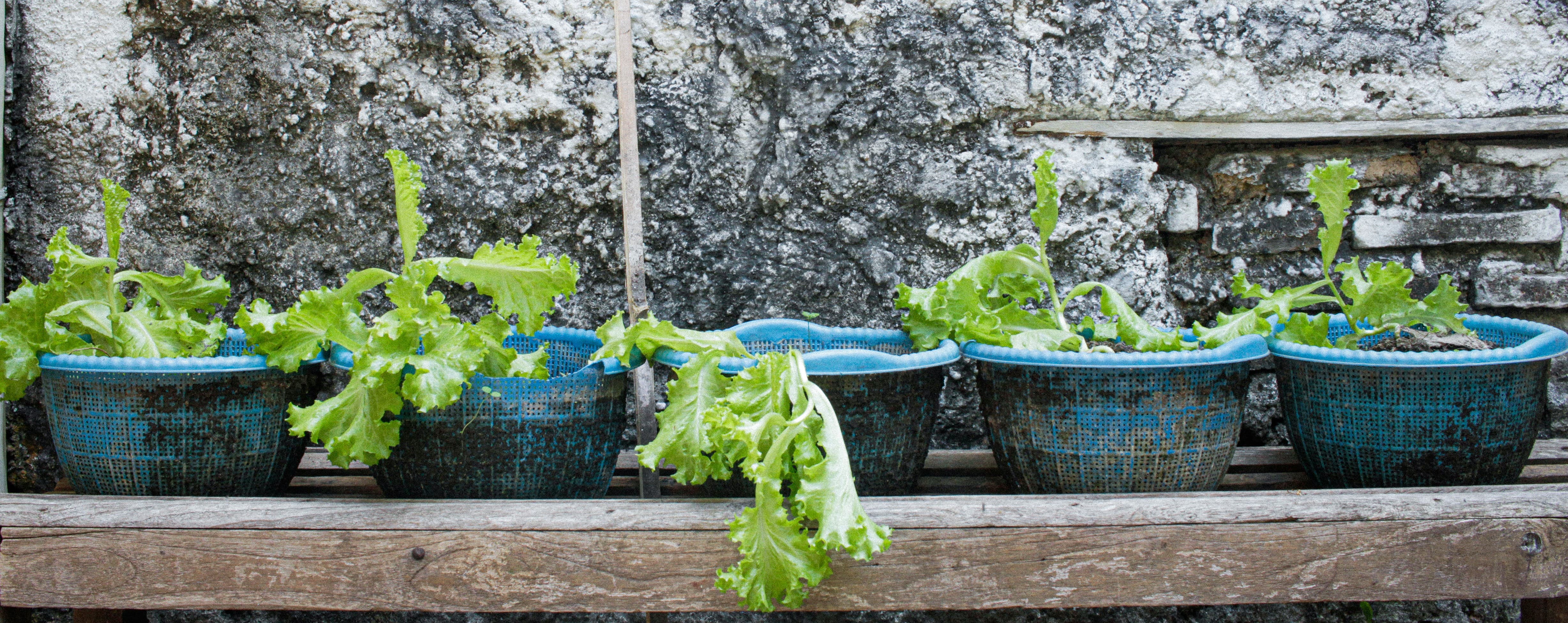 Stories | Urban farming: safeguarding a healthy diet and preparing for ...