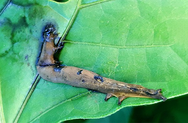Heligen | A Safe and Effective Option for Corn Earworms