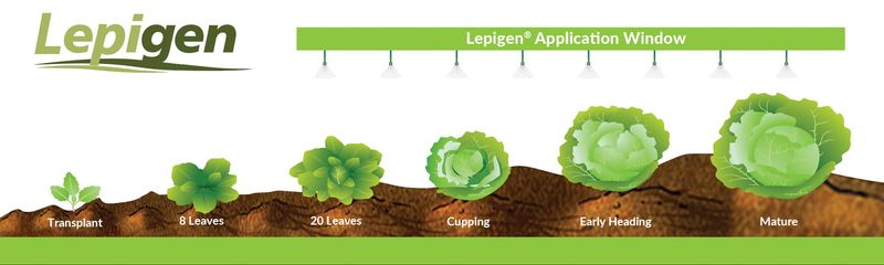 Lepigen