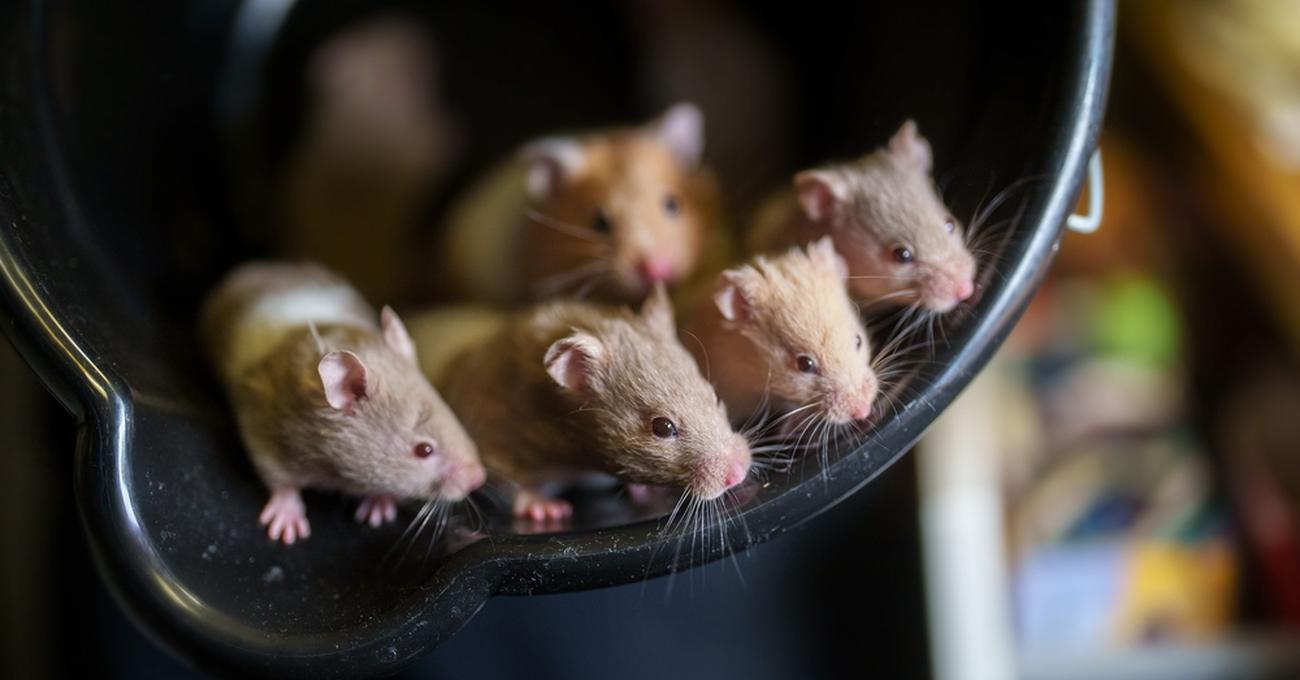 How To Keep Mice Out Of RV Campers