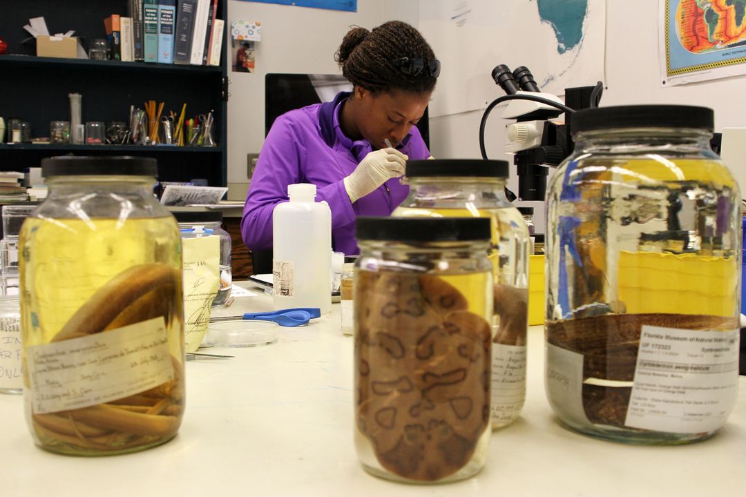 Black Women in Ecology, Evolution, and Marine Science