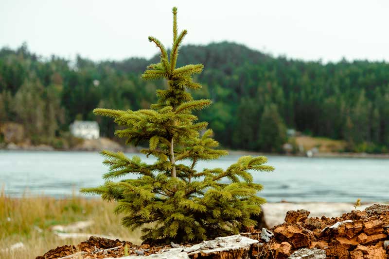 Our Services | North Idaho Tree Works