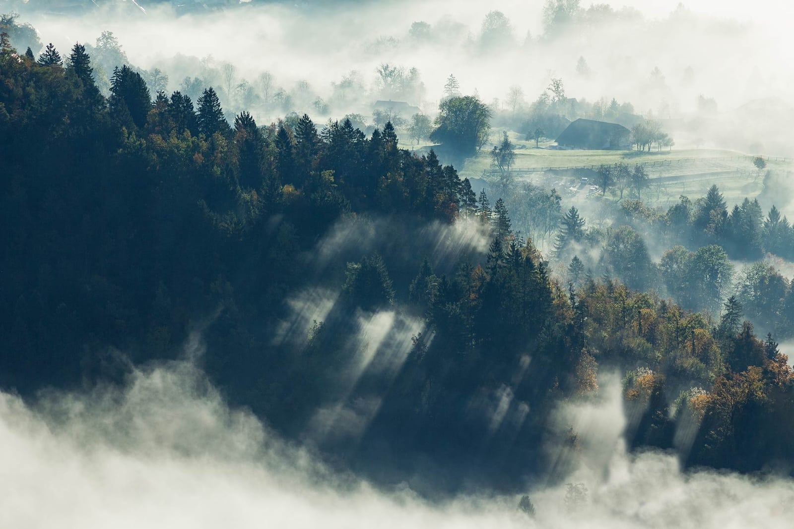 You Choose How Many Trees To Plant - One Time Purchase - Creating ...