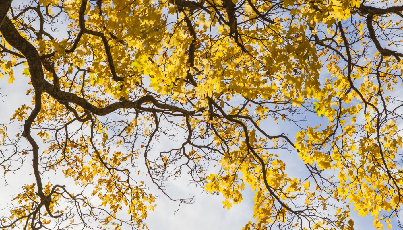 The Science of Autumn - Creating Tomorrow's Forests | Restoring ...