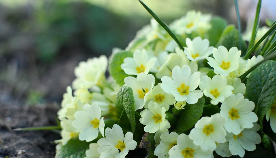 The Science of Spring - Creating Tomorrow's Forests | Restoring ...