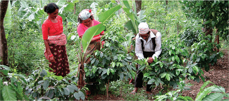 Coffee Quality Institute provides coffee education throughout the ...