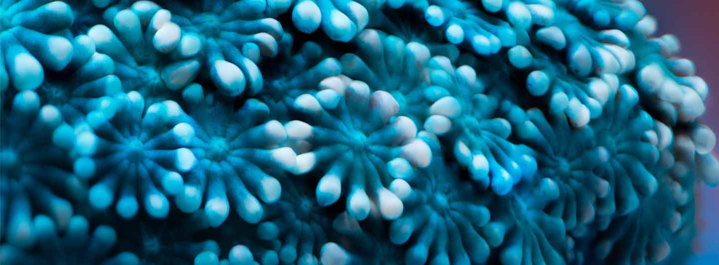 Competitions | The Coral Centre