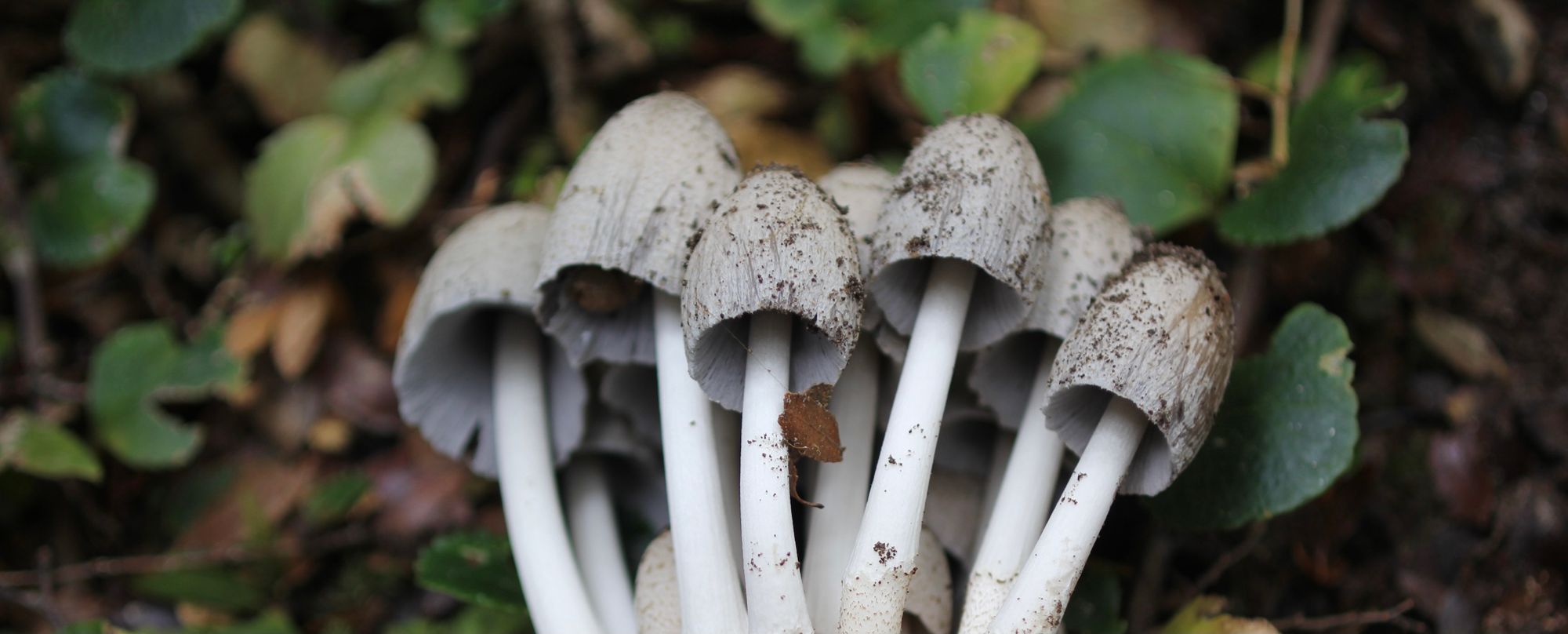 Fungi Foundation
