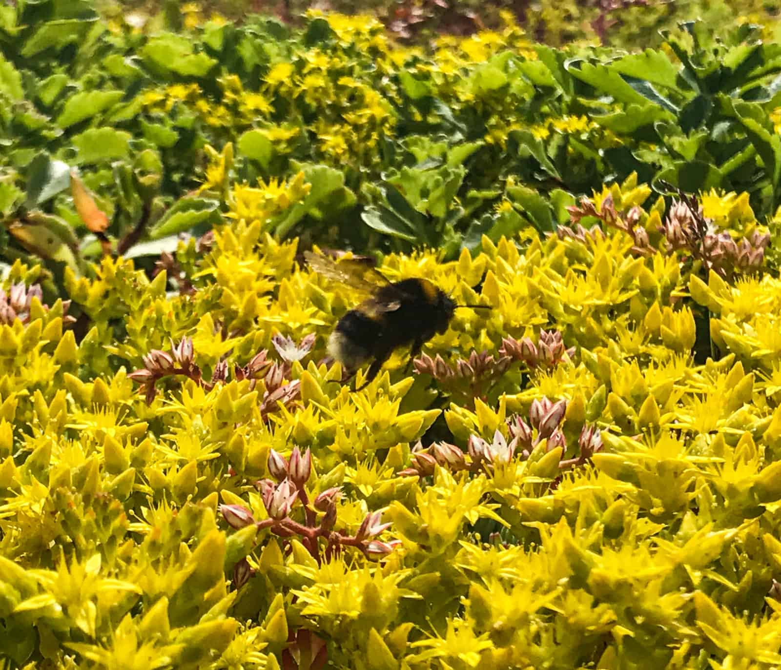 GrufeKit green roofing solution