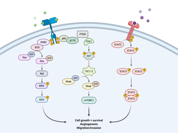 BioRender - Features