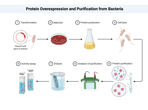 BioRender - Features