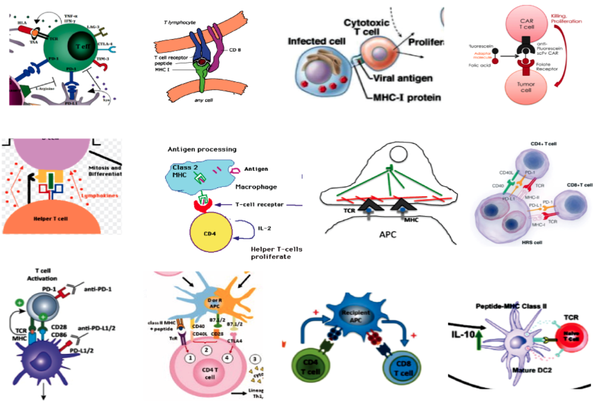 10+ Immunology Templates for: Publications, Presentations, Graphical ...