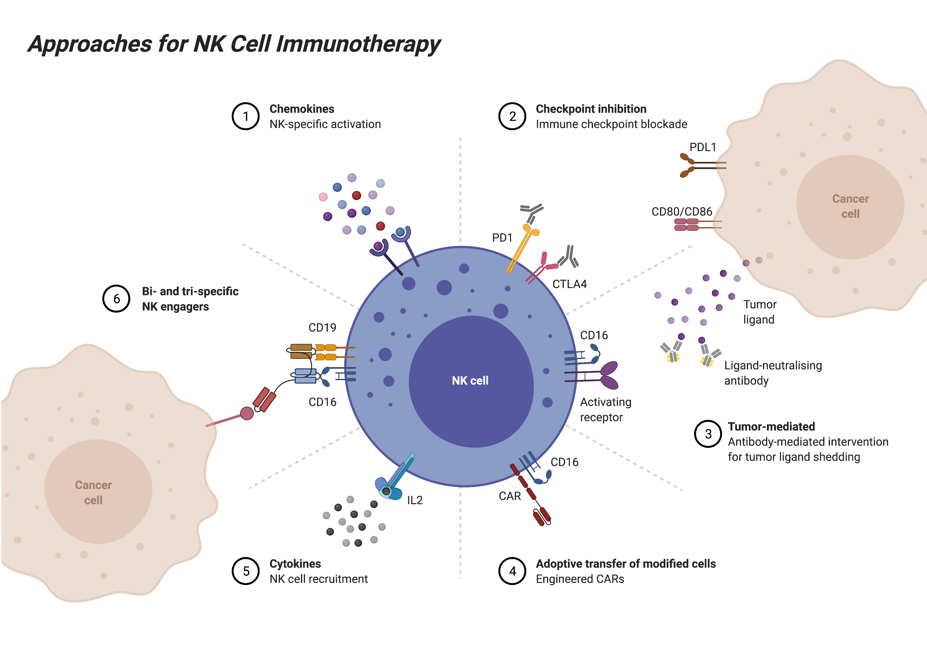10+ Immunology Templates for: Publications, Presentations, Graphical ...