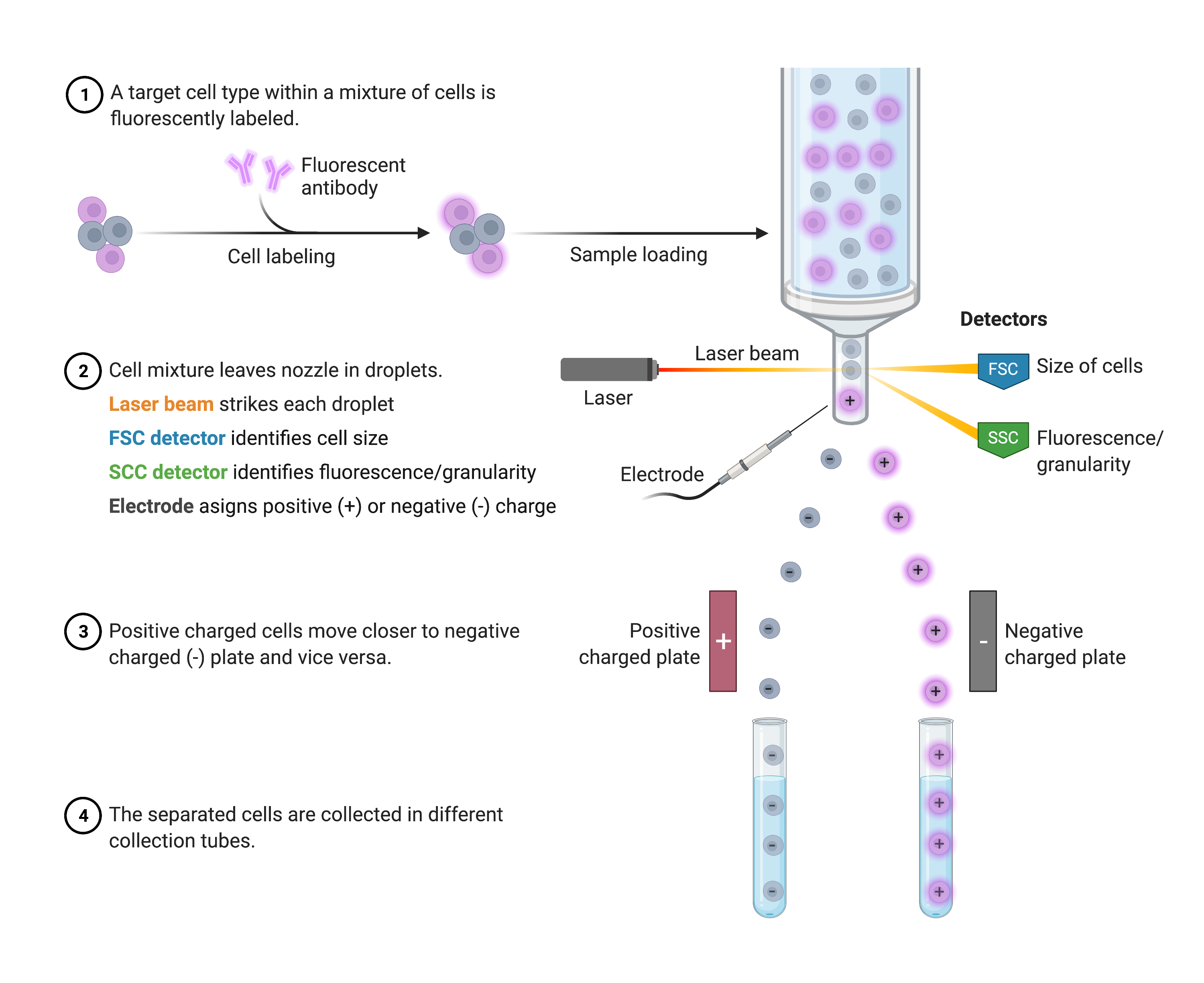 10+ Immunology Templates for: Publications, Presentations, Graphical ...
