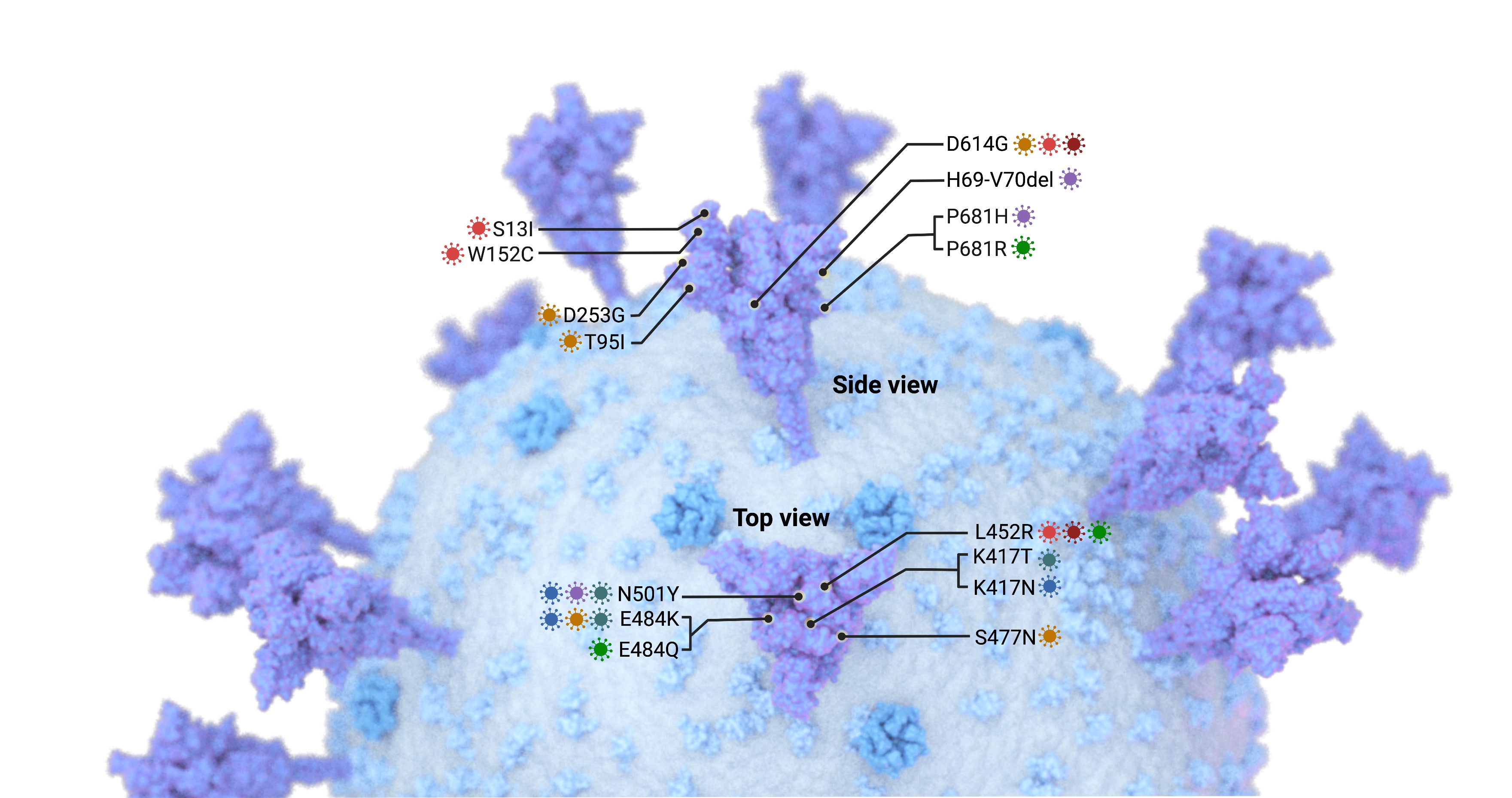 Infographic on SARS-CoV-2 Variants of Concern with Dr. Angela Rasmussen ...