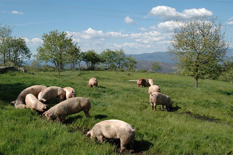 Our Services: Pork Supply - Eurasia Global Food