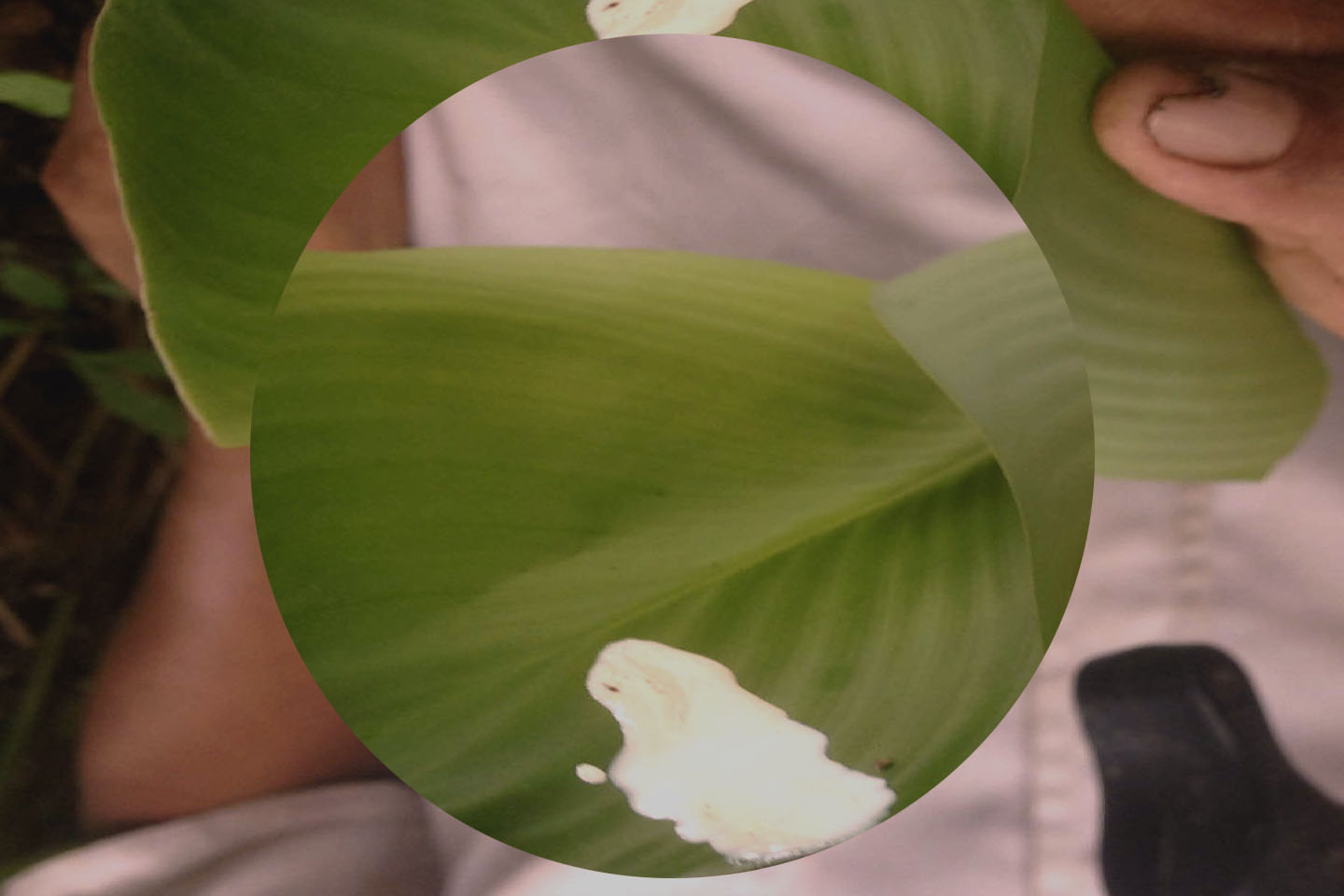 Ontopo Retreats: Next up: July 30, 2022 BakLimSa