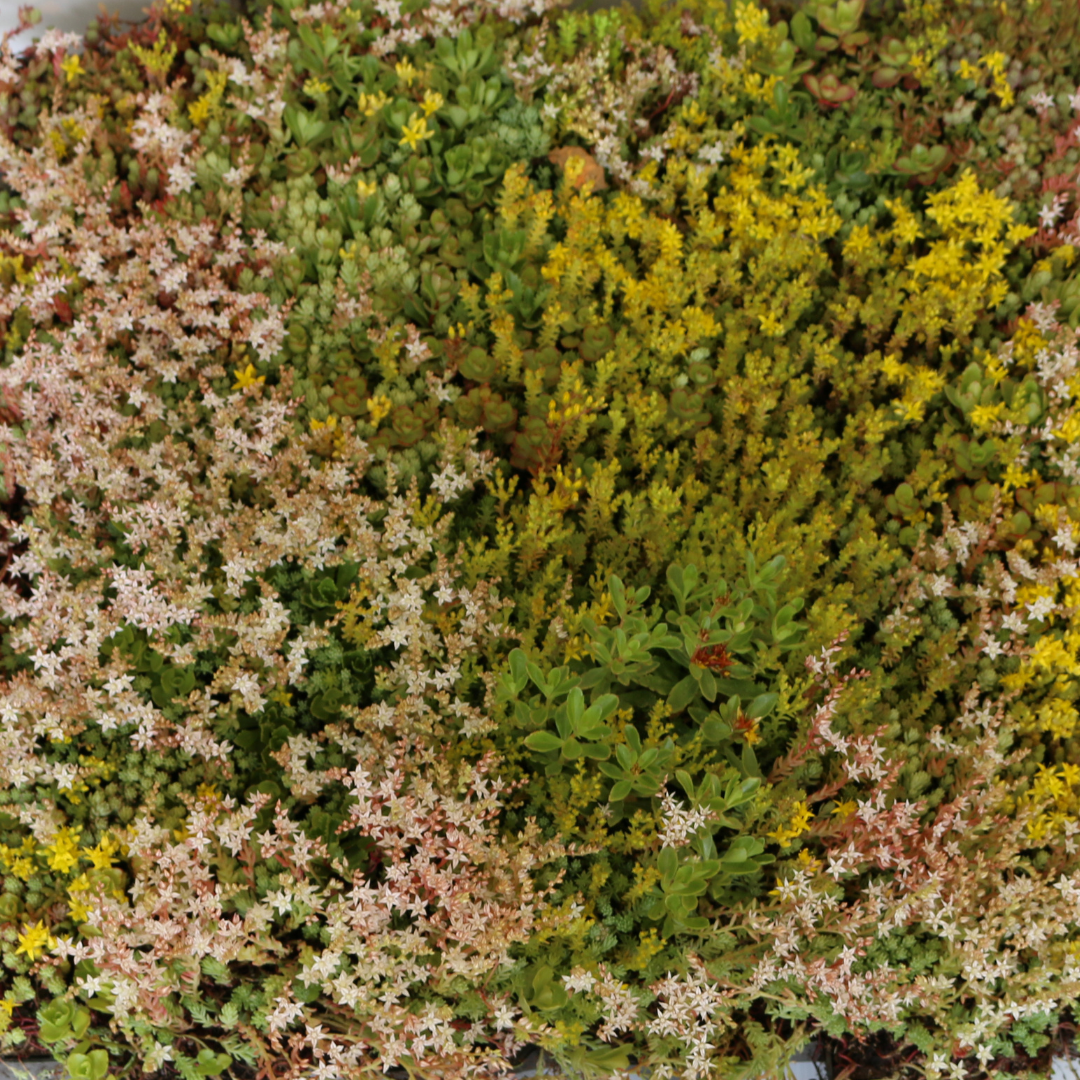 What is a Sedum & Wildflower Green Roof and Why You Should Have One ...
