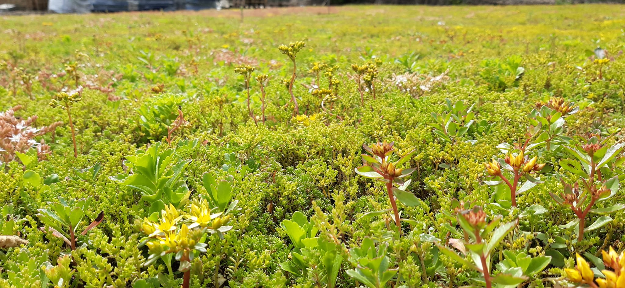 2 Ways a GrufeKit Green Roof can Brighten Up Your Summer - GrufeKit News