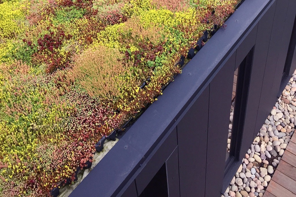 5 Reasons Why You Will Love Your GrufeKit Green Roof - GrufeKit News