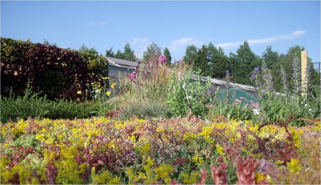 5 Reasons Why You Will Love Your GrufeKit Green Roof - GrufeKit News