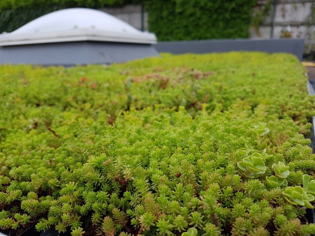 5 Reasons Why You Will Love Your GrufeKit Green Roof - GrufeKit News