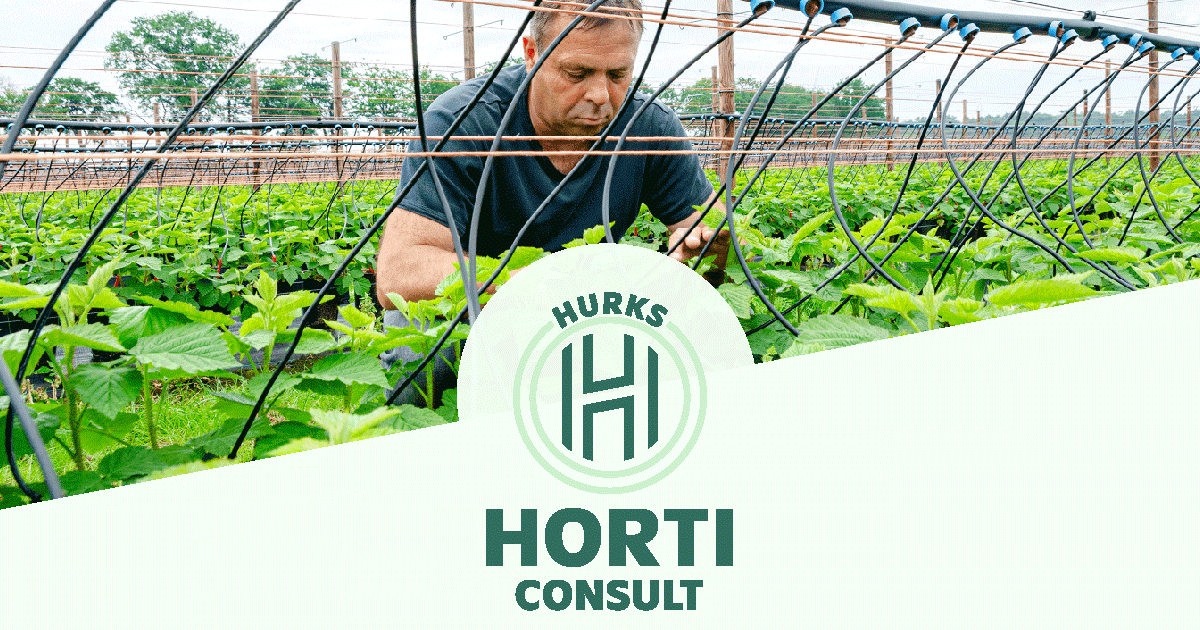 Hurks Horti Consult | A good feeding and irrigation strategy will help ...