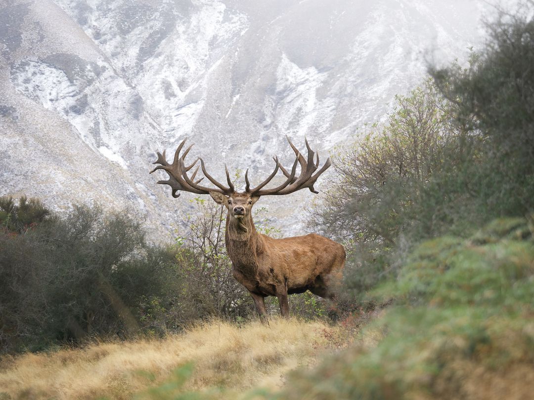 Hunt Three Iconic Red Stag Destinations with Venator: New Zealand ...