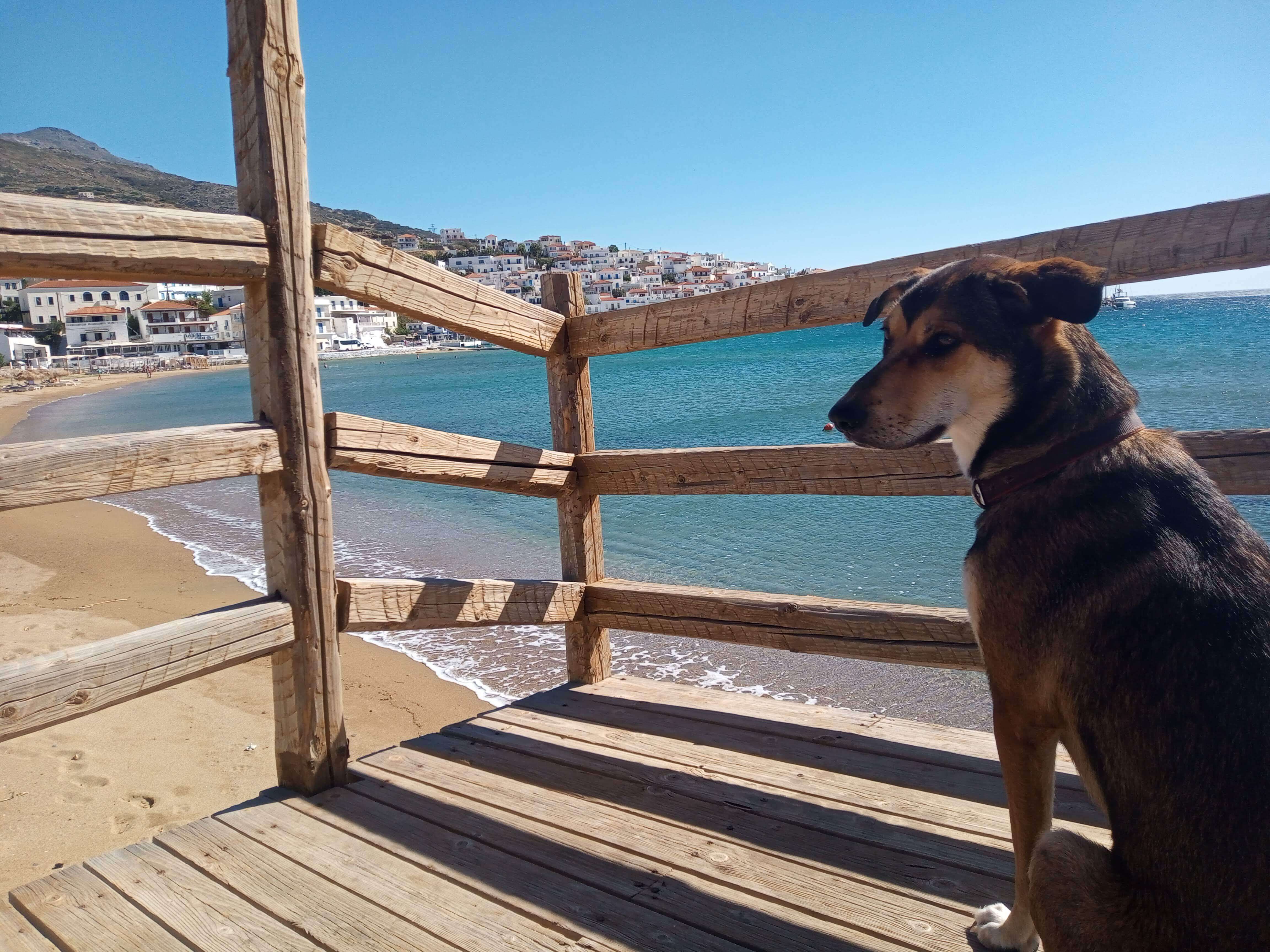 Owning a dog with ADHD: How pets affect your executive functioning