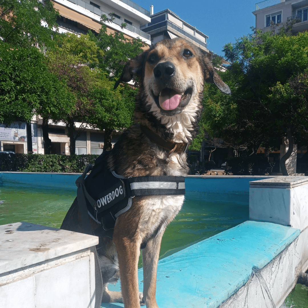 Owning a dog with ADHD: How pets affect your executive functioning