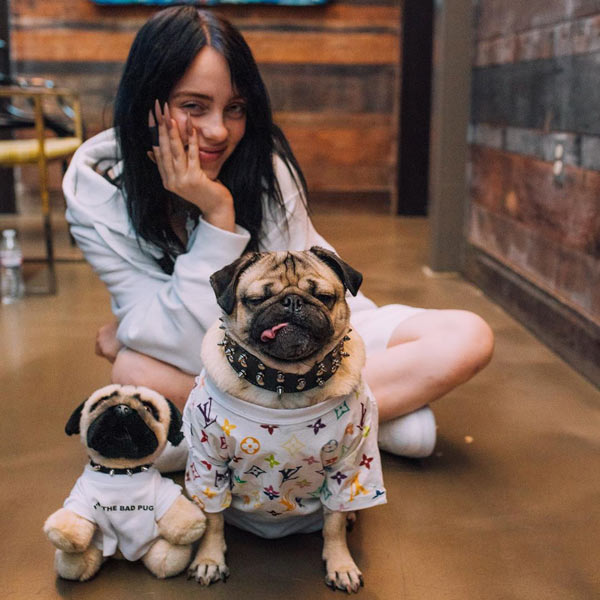 Doug the Pug | About Doug