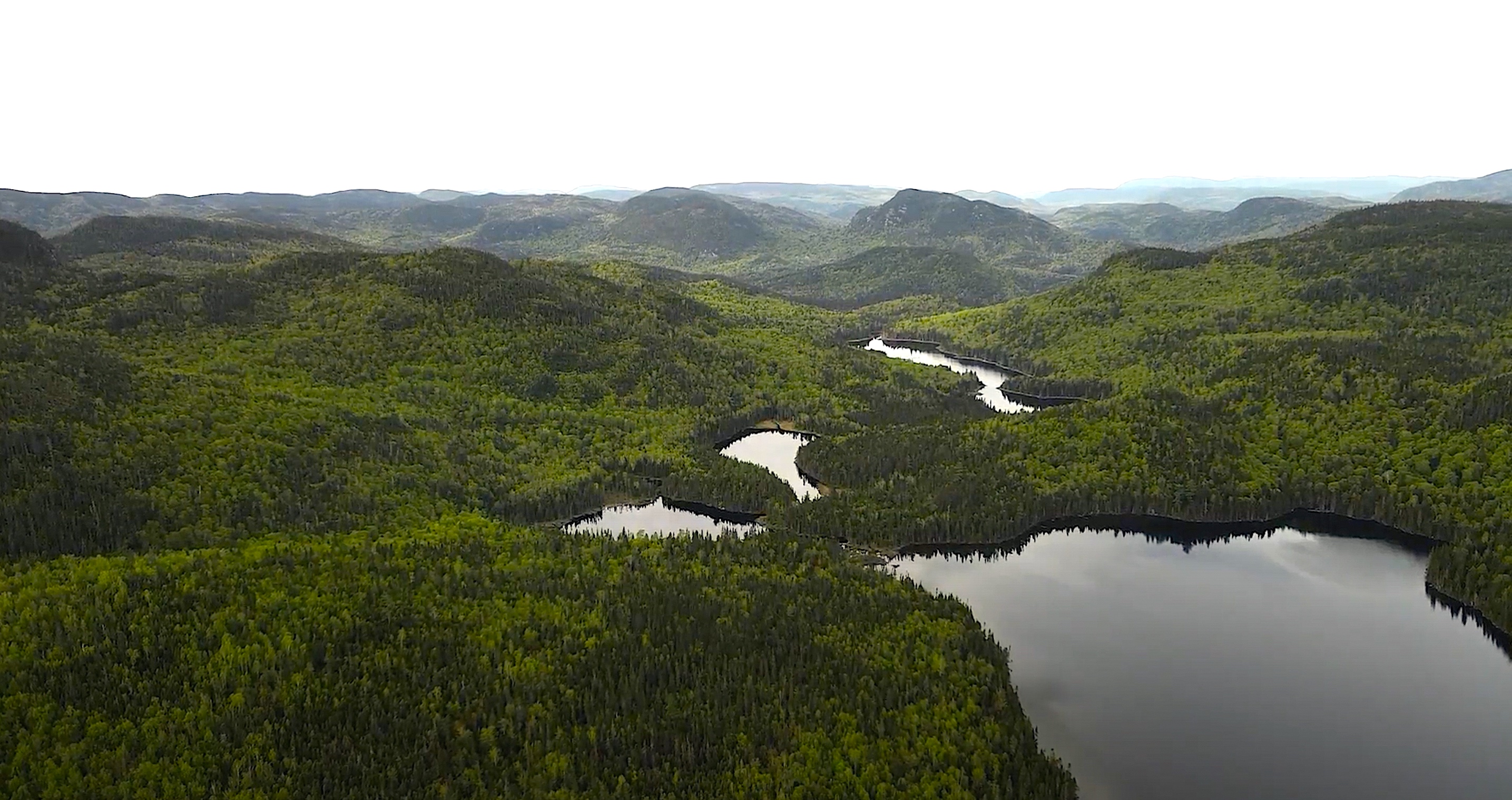 Récolte à l'orignal