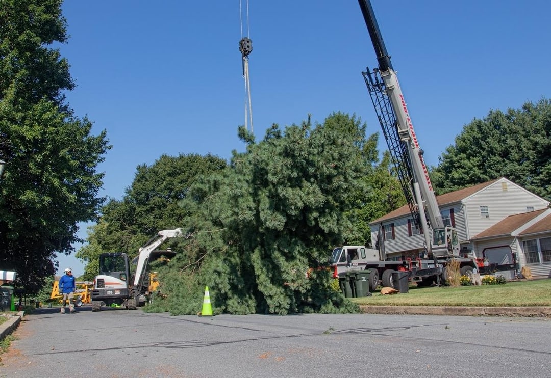 The Tree Connection | Tree Services | Coatesville PA