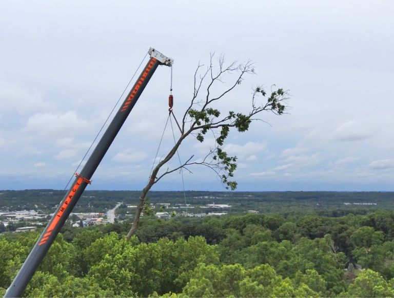 Efficiently Removing Trees With A Crane | The Tree Connection ...