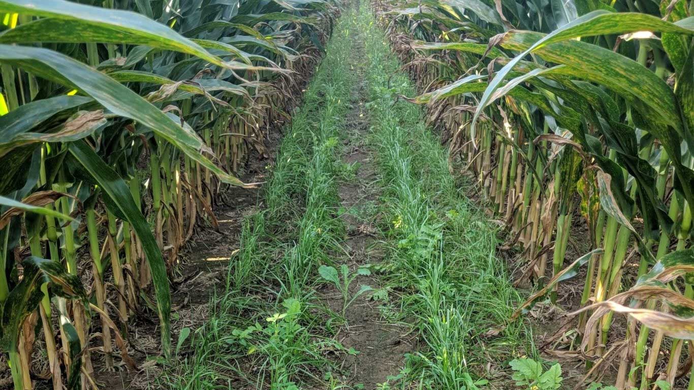 Corn, Soybean, and No-till Food Plots