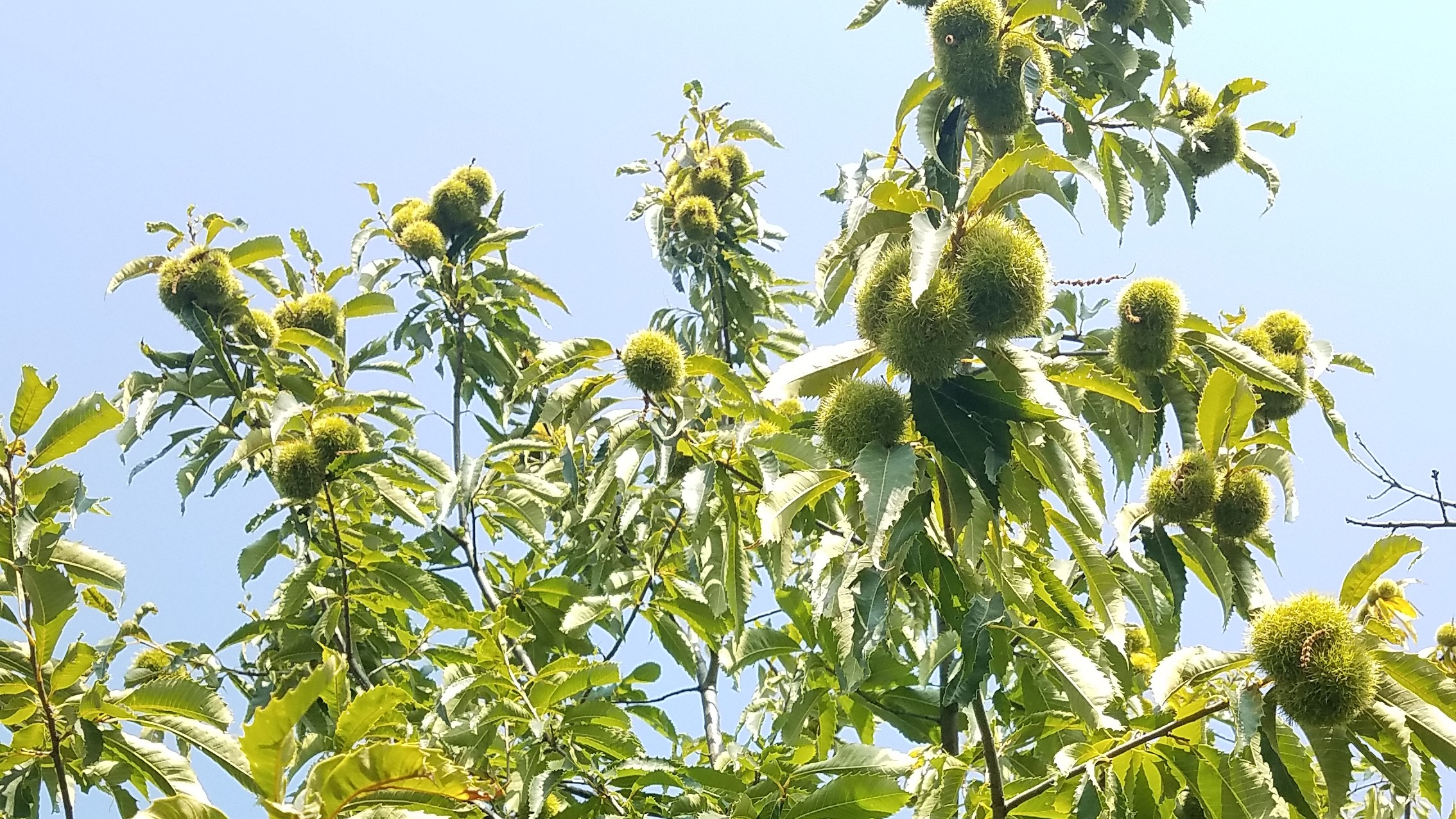 The Science and Strategy of Chestnut Trees for Deer