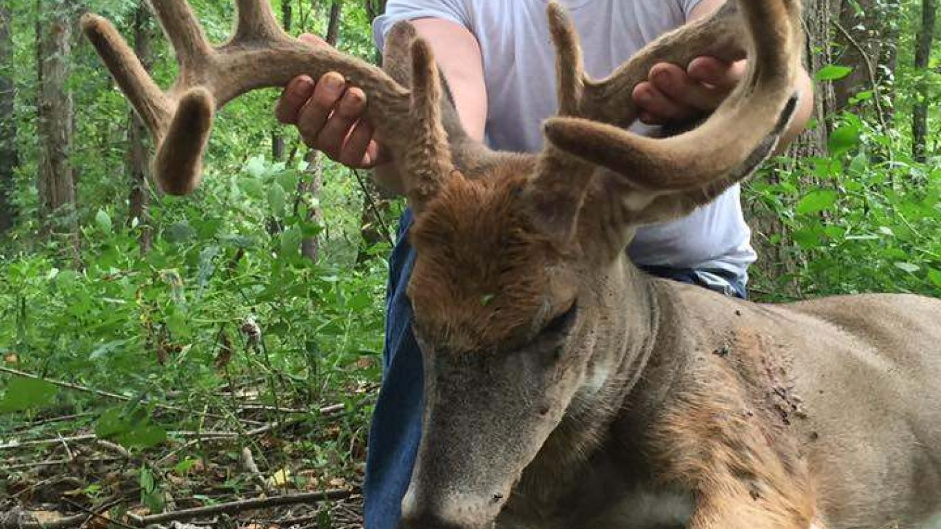 Hill Country Buck Bedding Tactics: Opening Evening Success