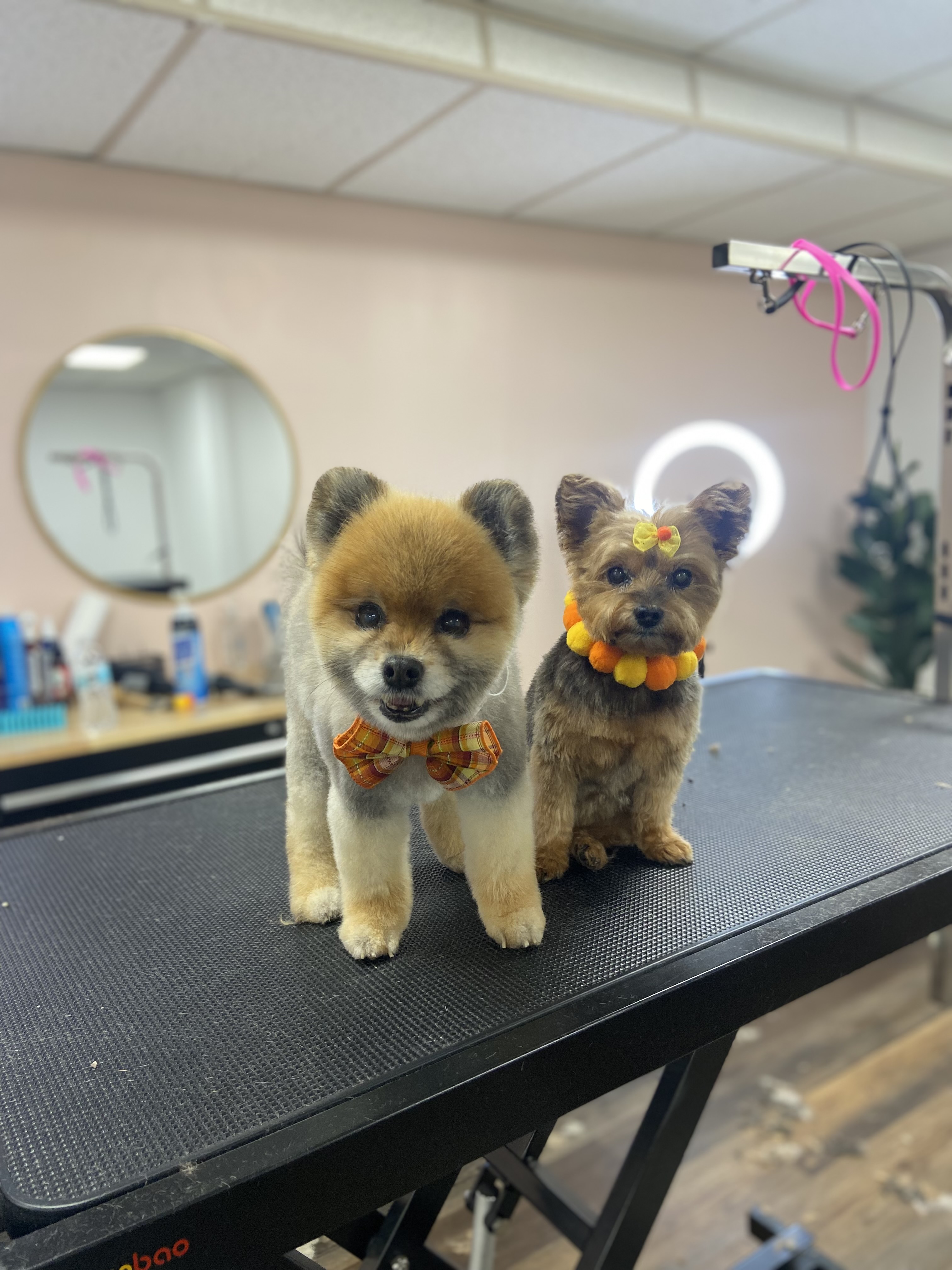 The Detailed Dog Pet Grooming
