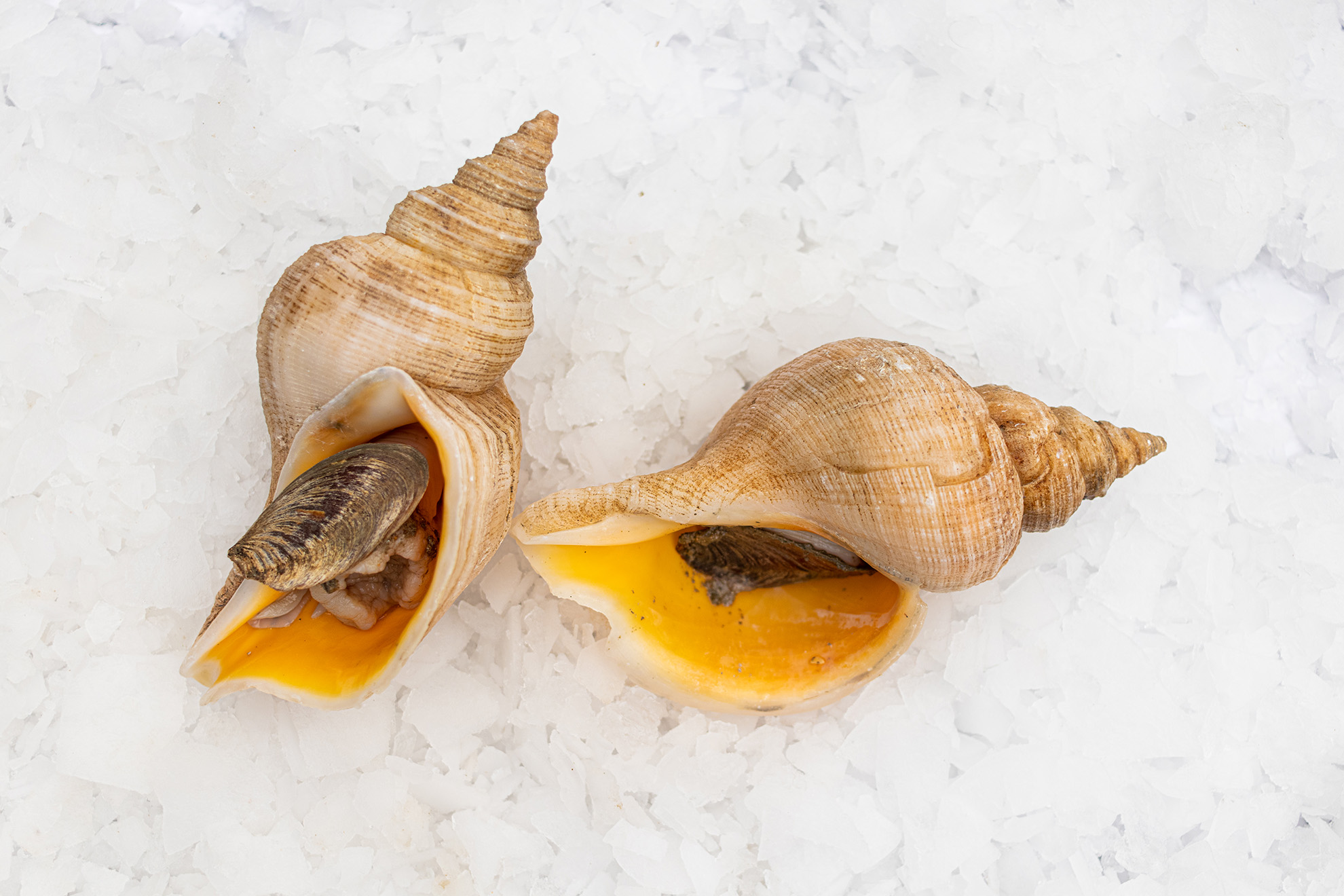 Wulk | NorthSeaChefs