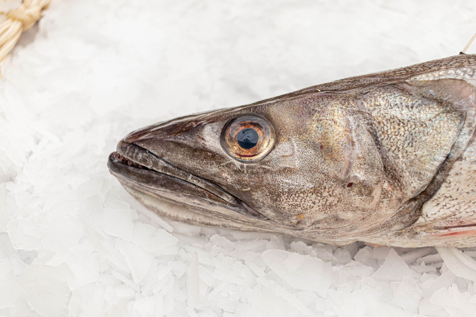 Heek | NorthSeaChefs