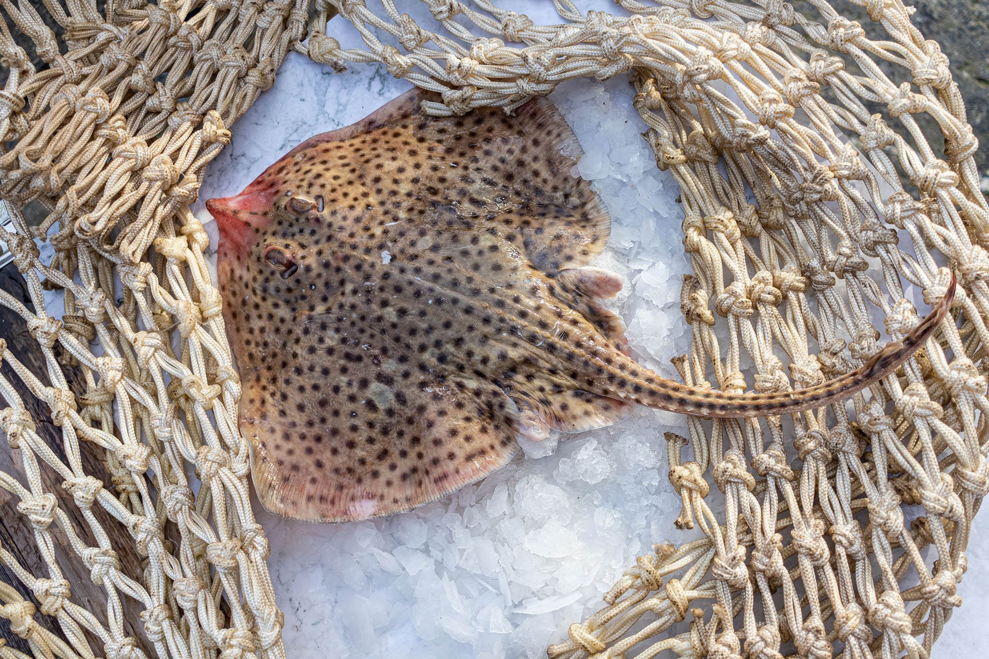 Vissen | NorthSeaChefs