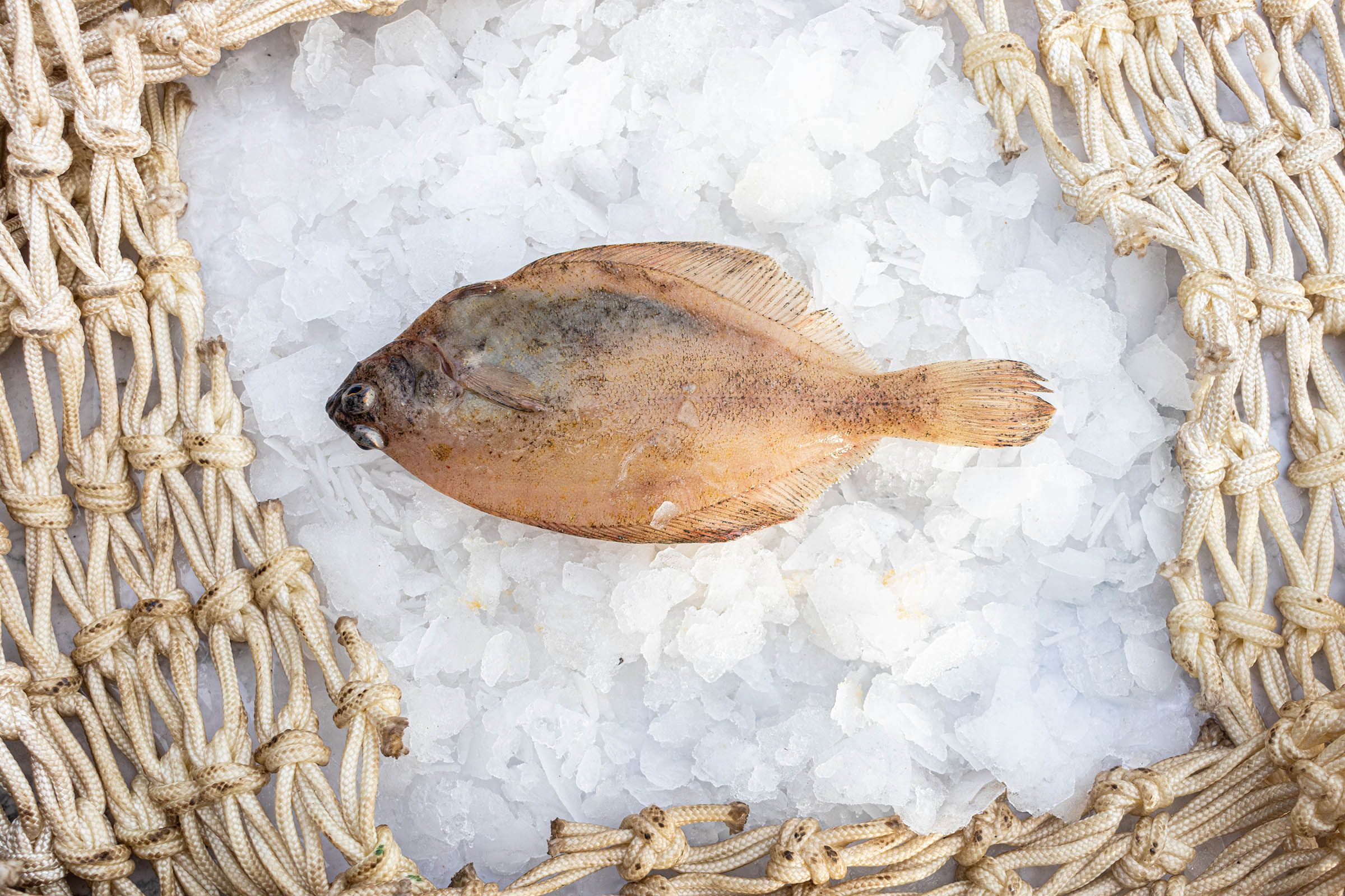 Schar | NorthSeaChefs