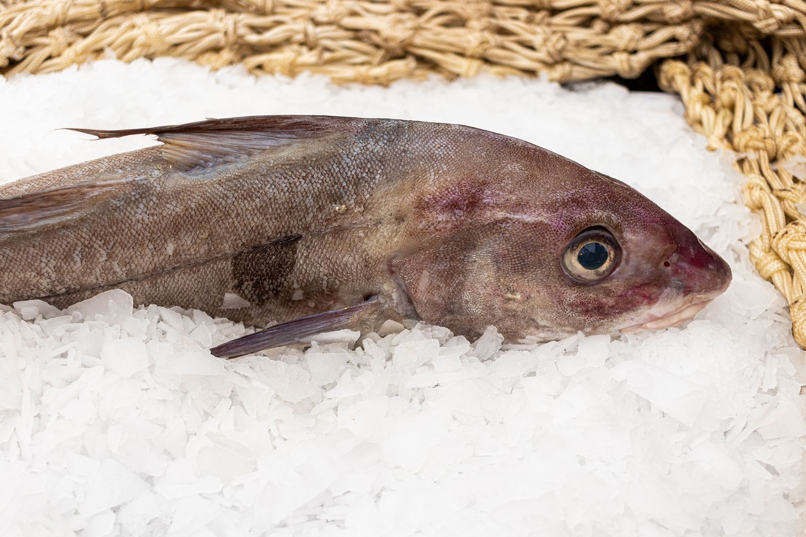 Vissen | NorthSeaChefs