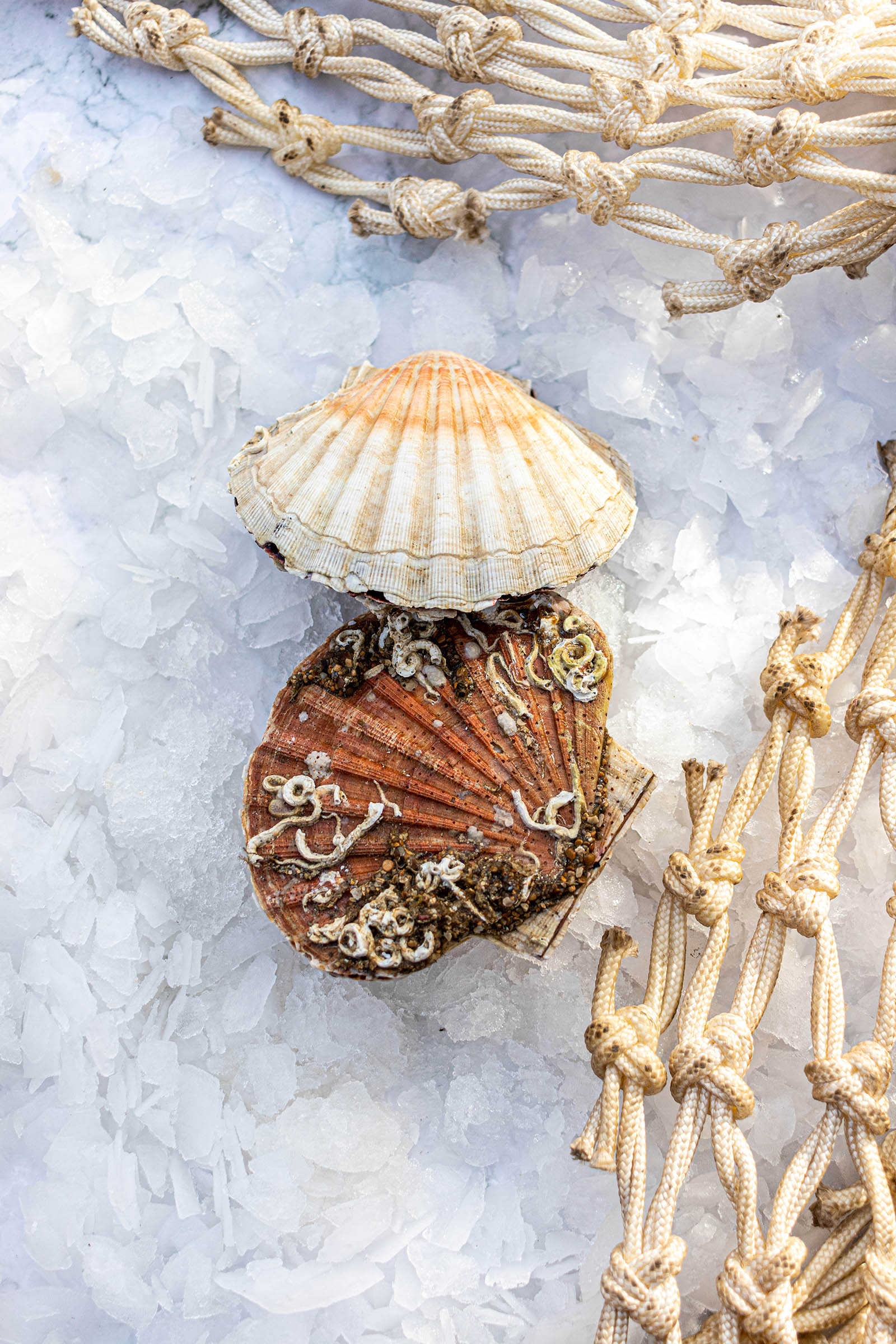 Sint-Jakobs­schelp | NorthSeaChefs