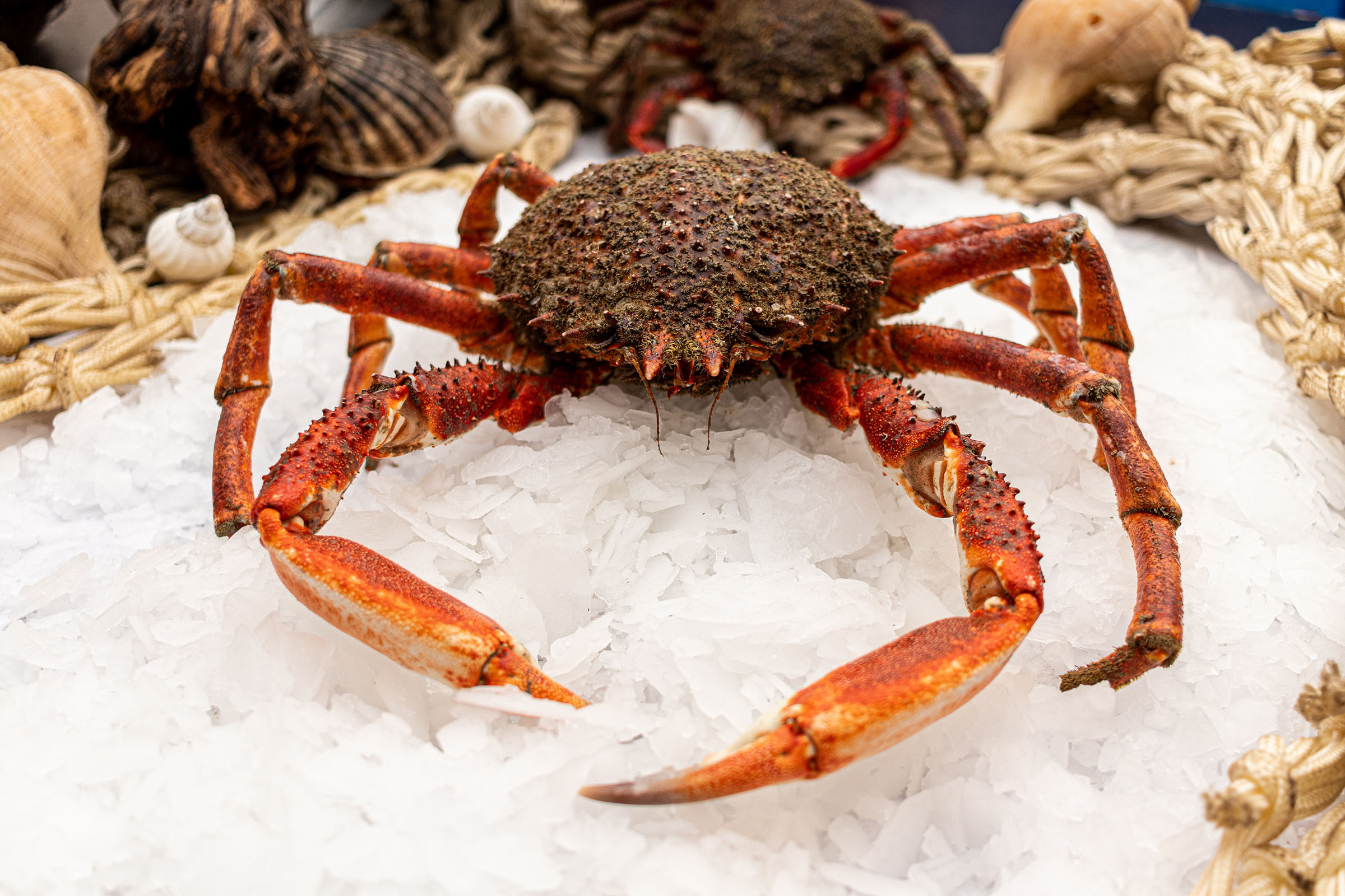 Spin­krab | NorthSeaChefs